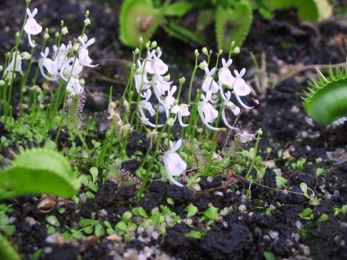 Utriculária :: Carnivorasbank